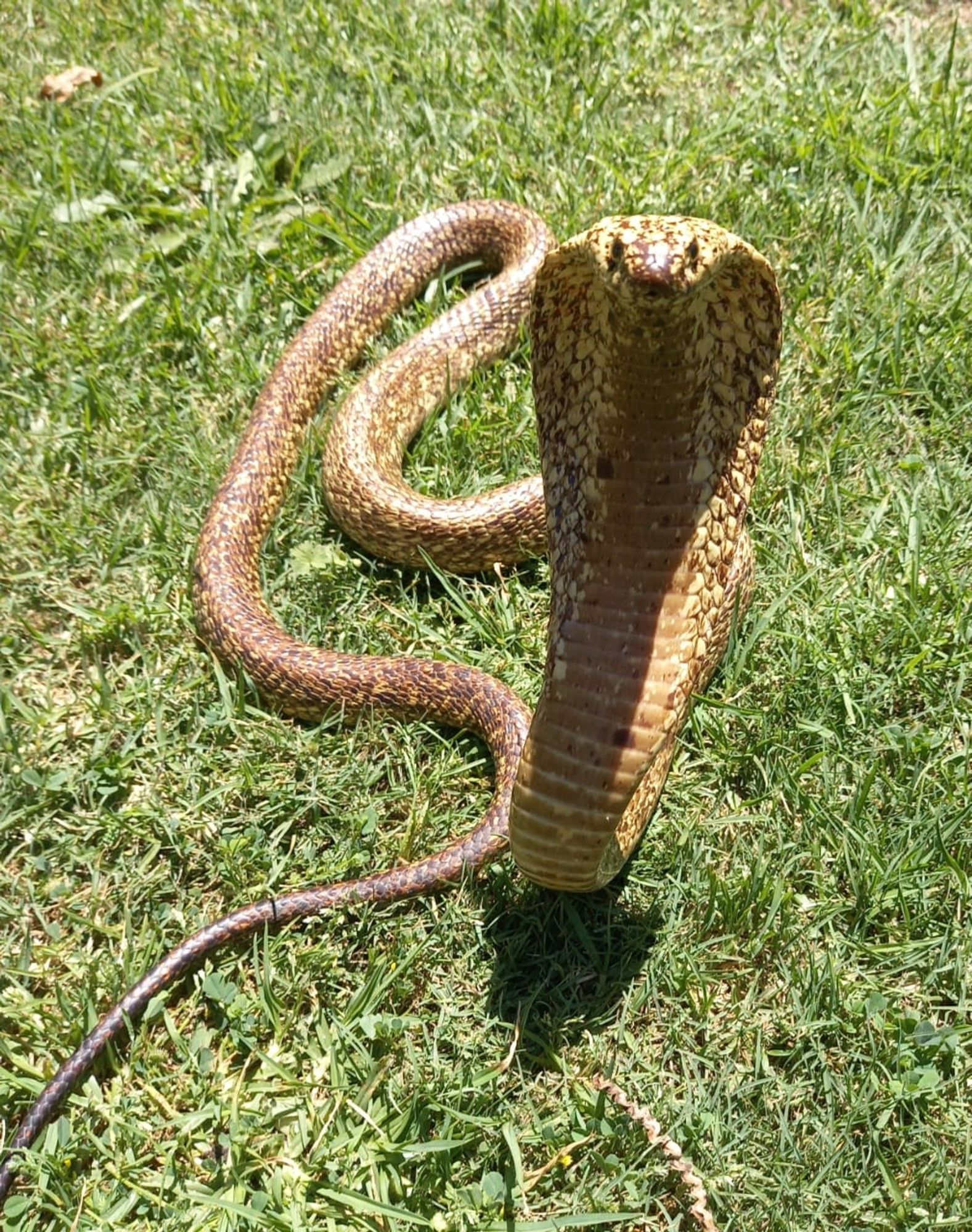 Yellow-speckled Cape cobra lays seven eggs after being rescued from ...