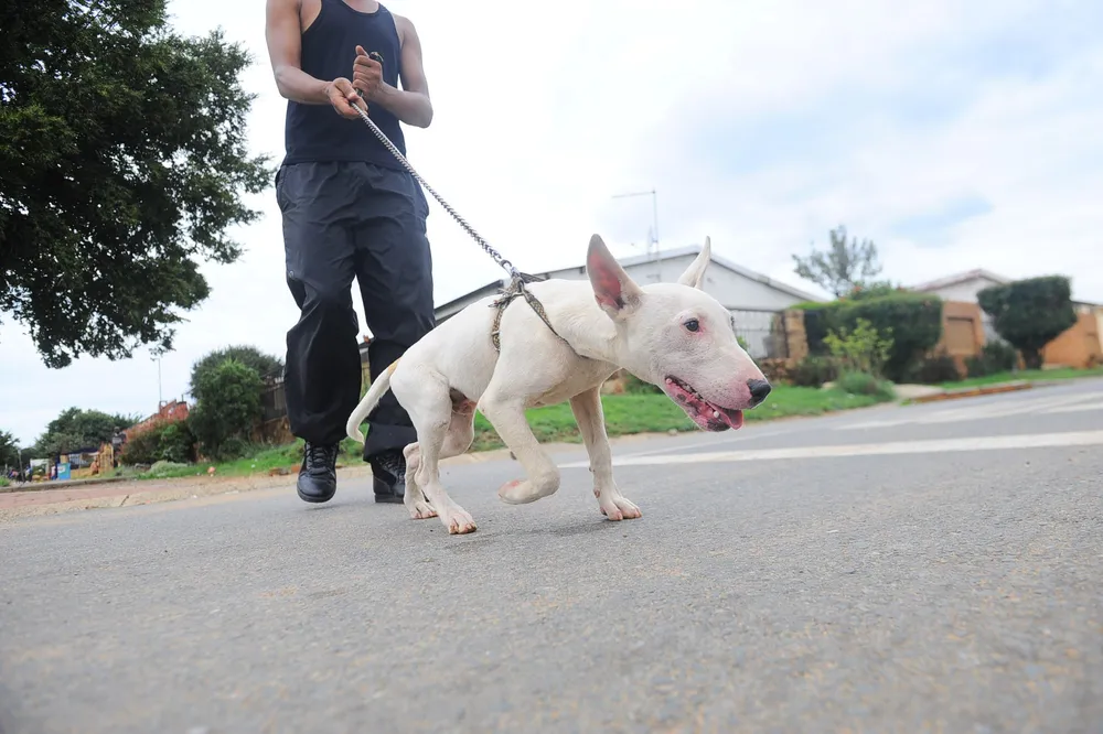 Understanding why dogs attack