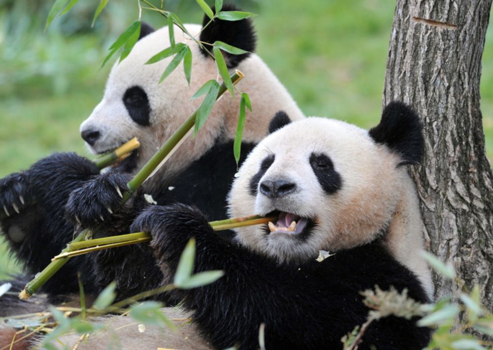 Two Chinese men detained for sharing AI-manipulated panda photo amid ...