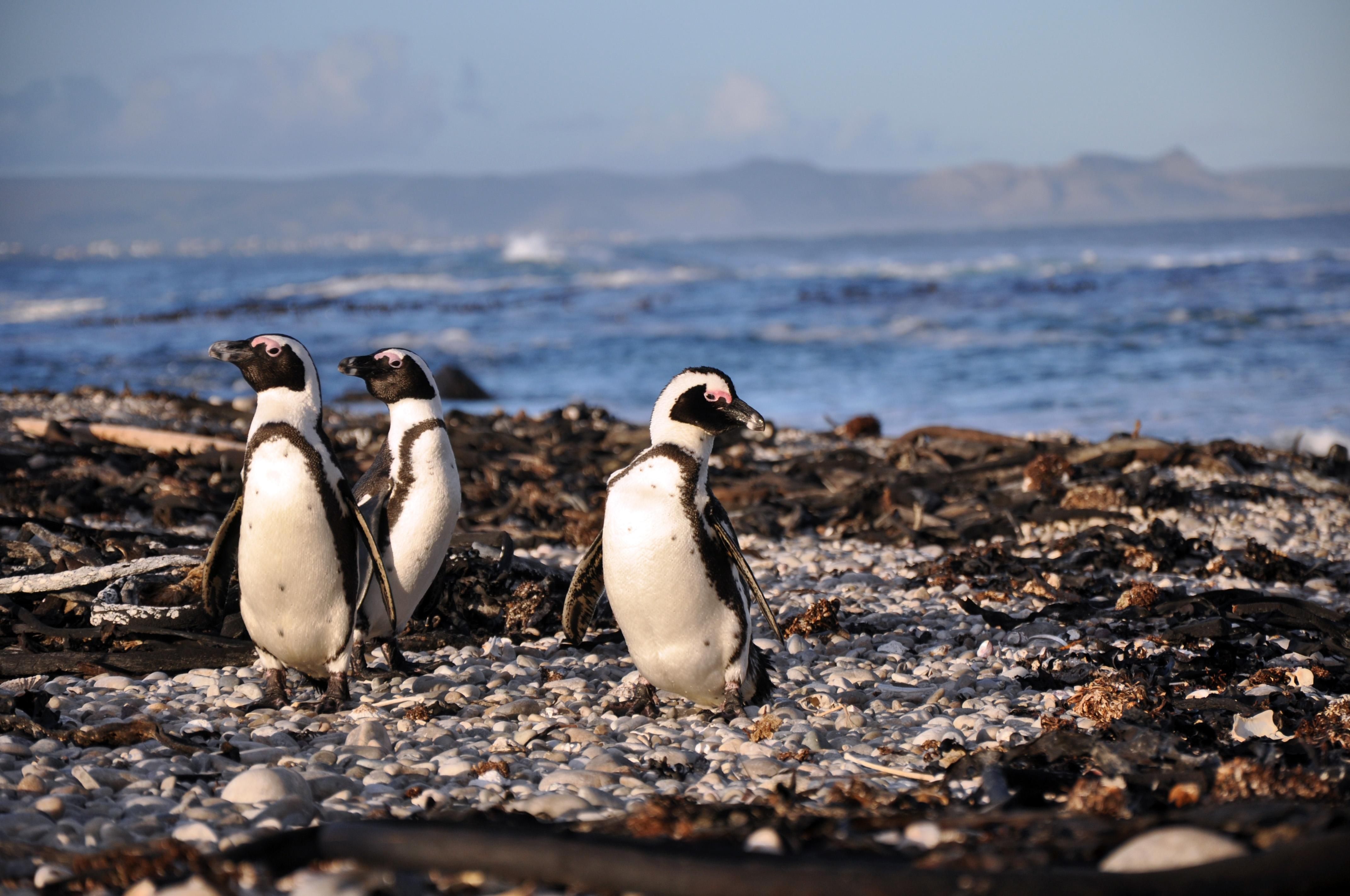 We should all rally behind historic efforts to save penguins from ...