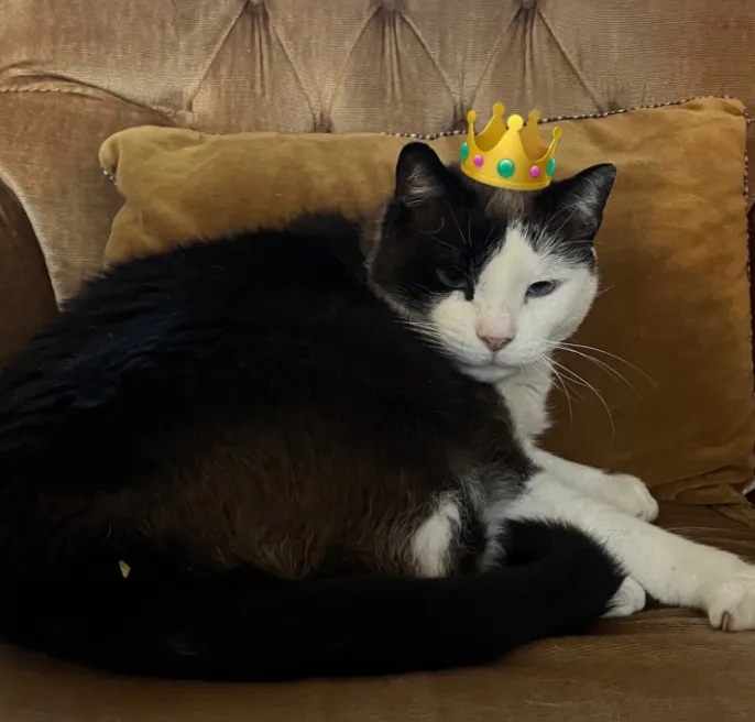 The Cat Was Right: Nimbus Predicts Bafana’s World Cup Misery Against Mexico