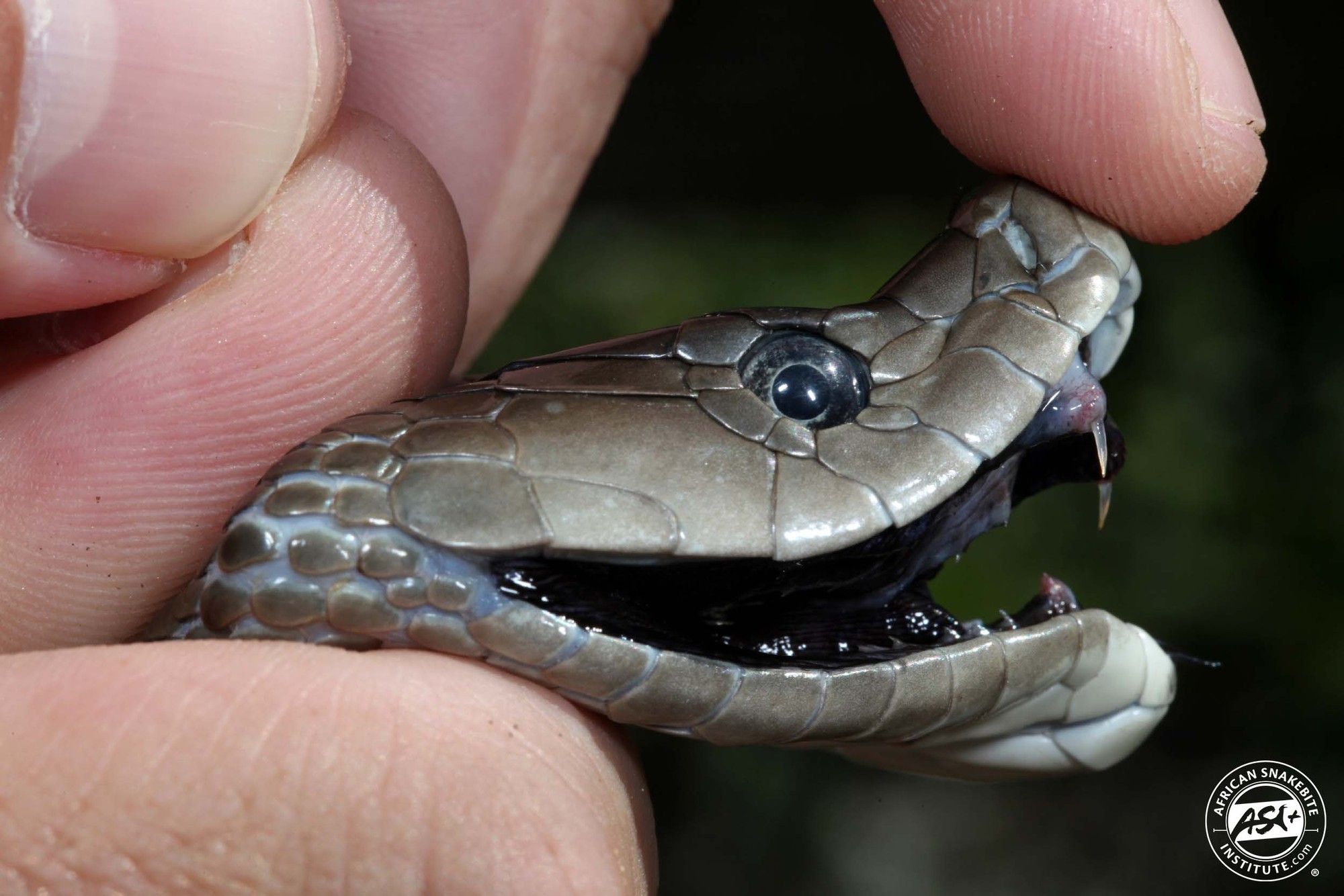 Understanding the black mamba: a dive into its naming and characteristics