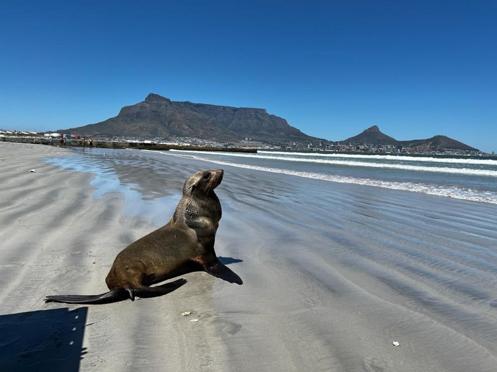 Cape Fur seal harassed by beachgoers at Bloubergstrand, rescued
