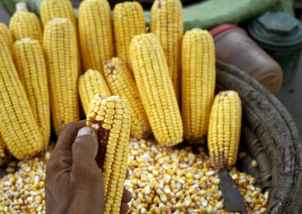 SA maize at 2-1/2 year high