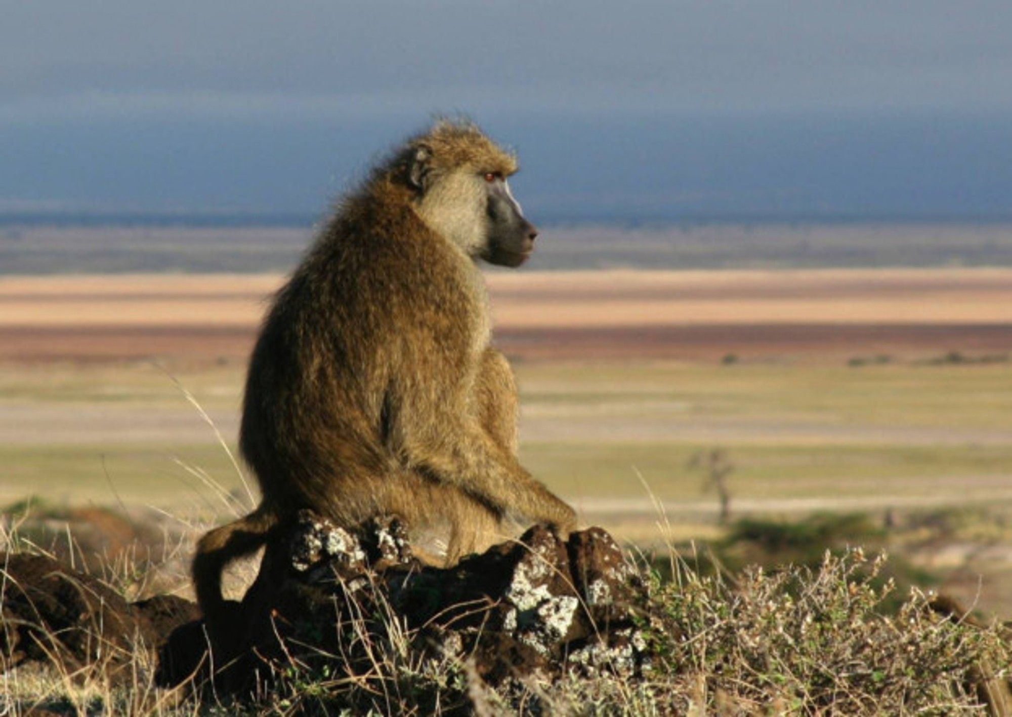 ‘I shot baboon in self-defence’