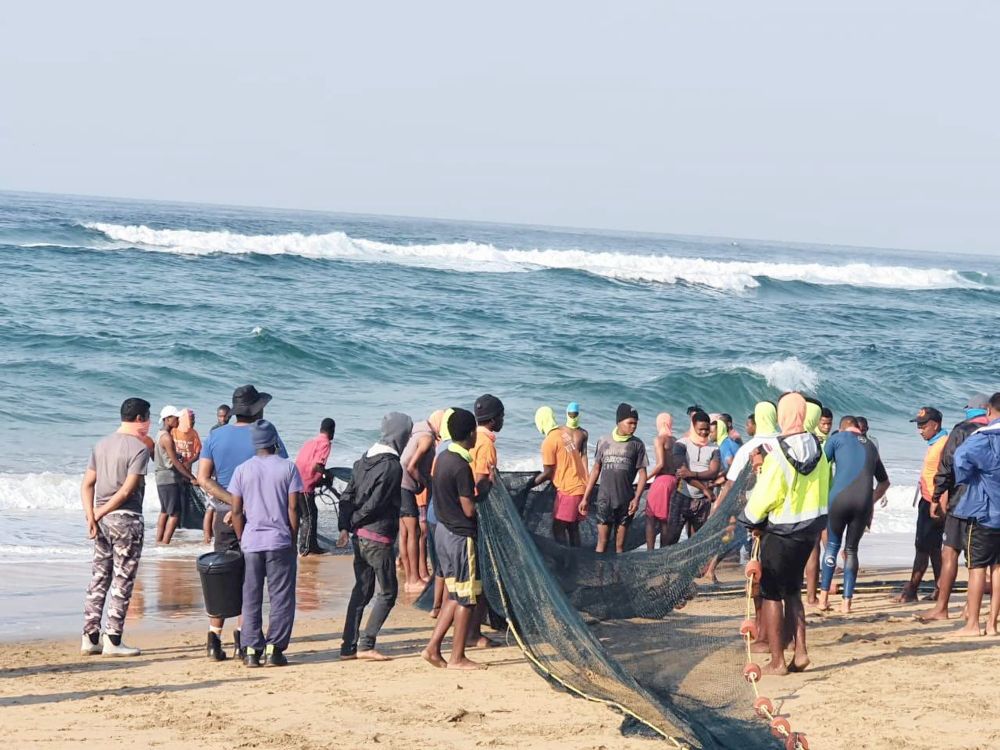 Excitement grows as pocket of sardines spotted off KZN coast