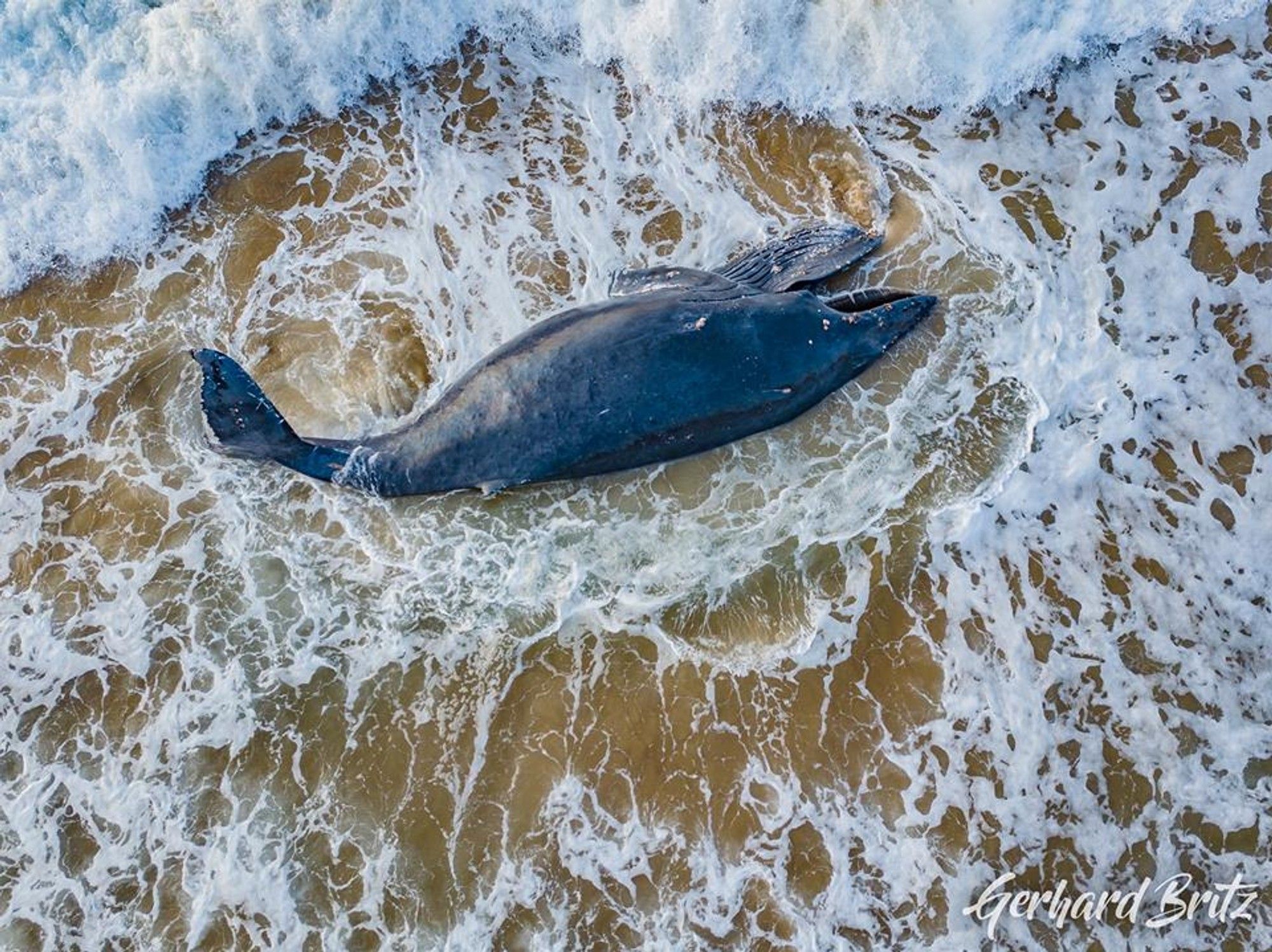 PICS: How washed up whale was removed from Toti beach