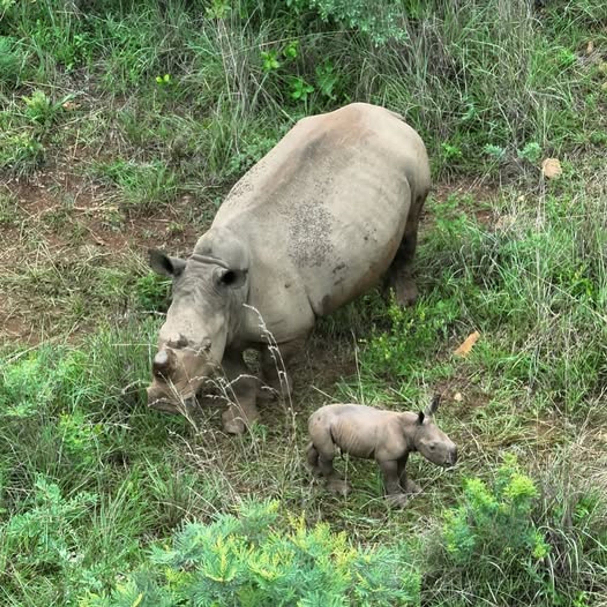 Hope amidst tragedy: a new rhino calf born at Care for Wild Rhino Sanctuary
