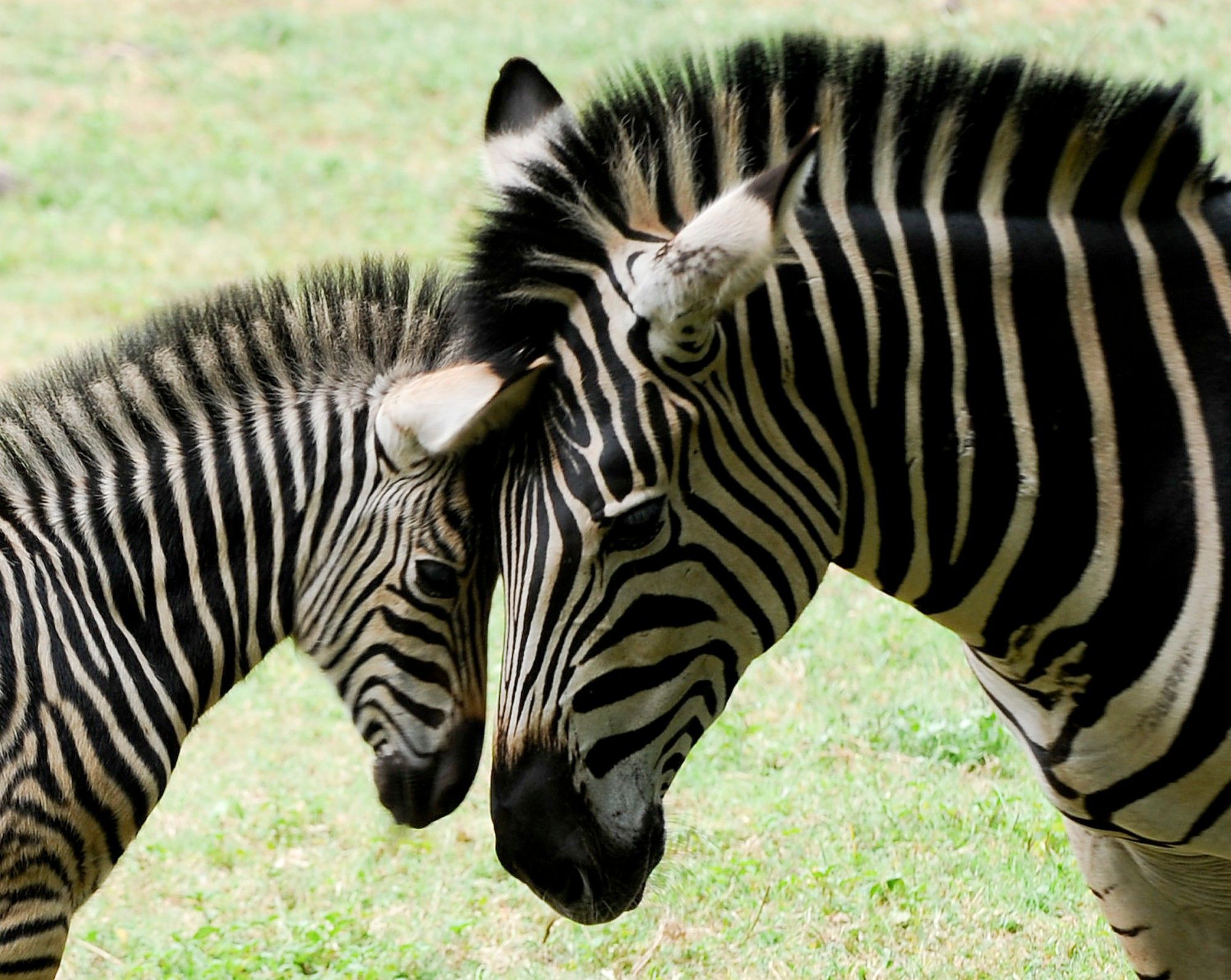 Escaped zebra goes trotting through streets of Seoul
