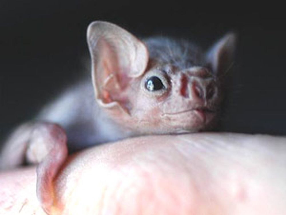 Vampire bats make a blood-sucking comeback