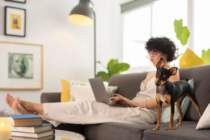 A dog’s life? The truth behind Cape Town’s shrinking pet-friendly ...