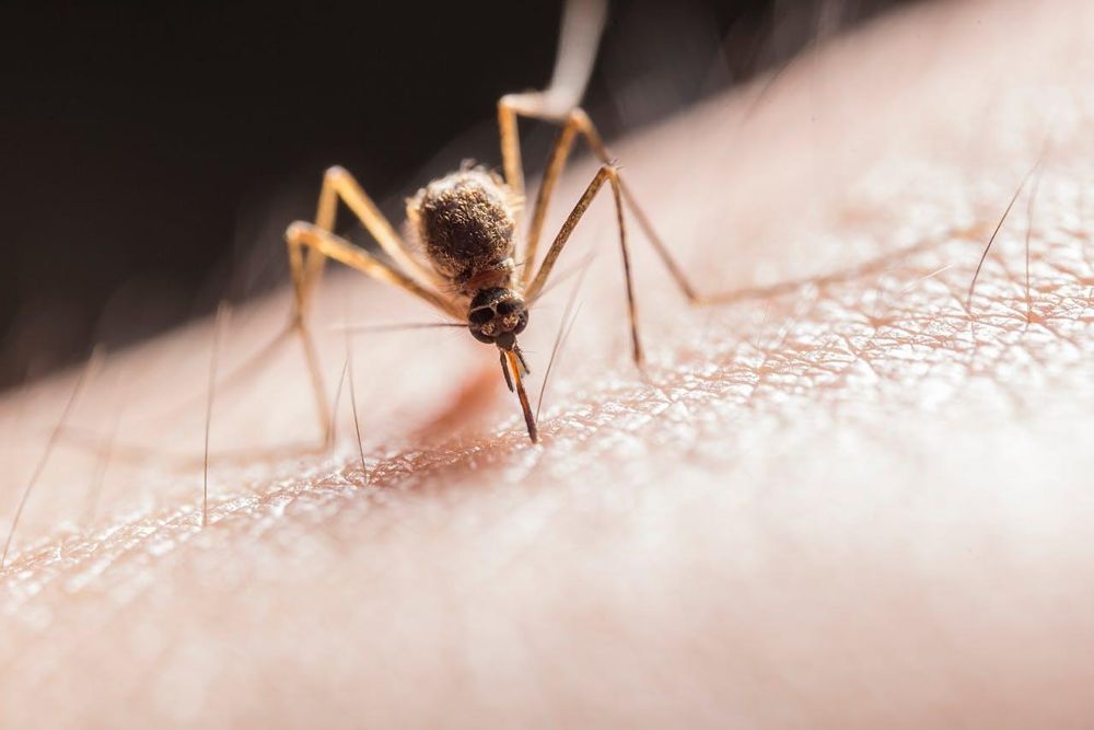 Chikungunya virus: symptoms, treatments and how to protect yourself ...