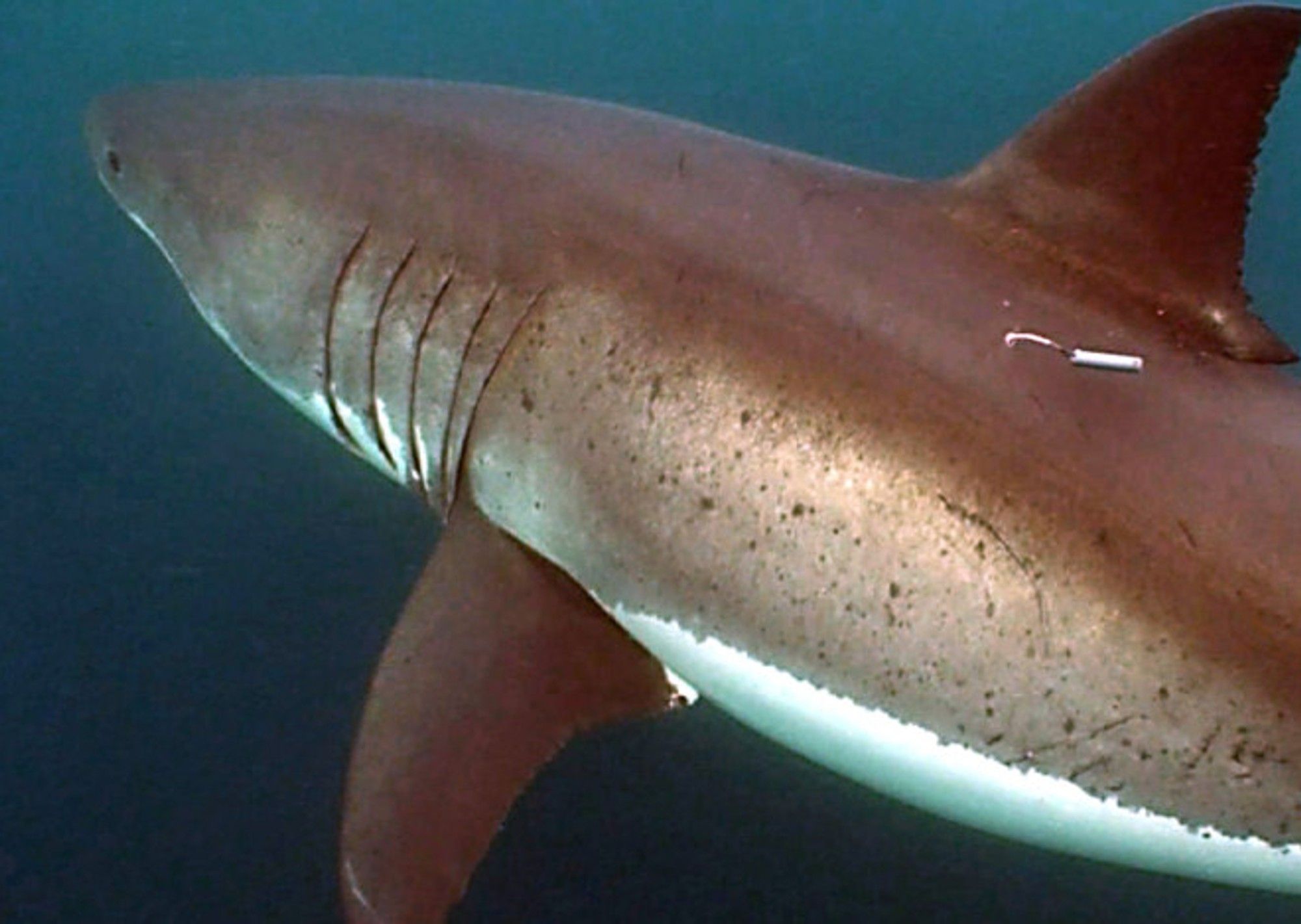 Sharks in for a shocking surprise