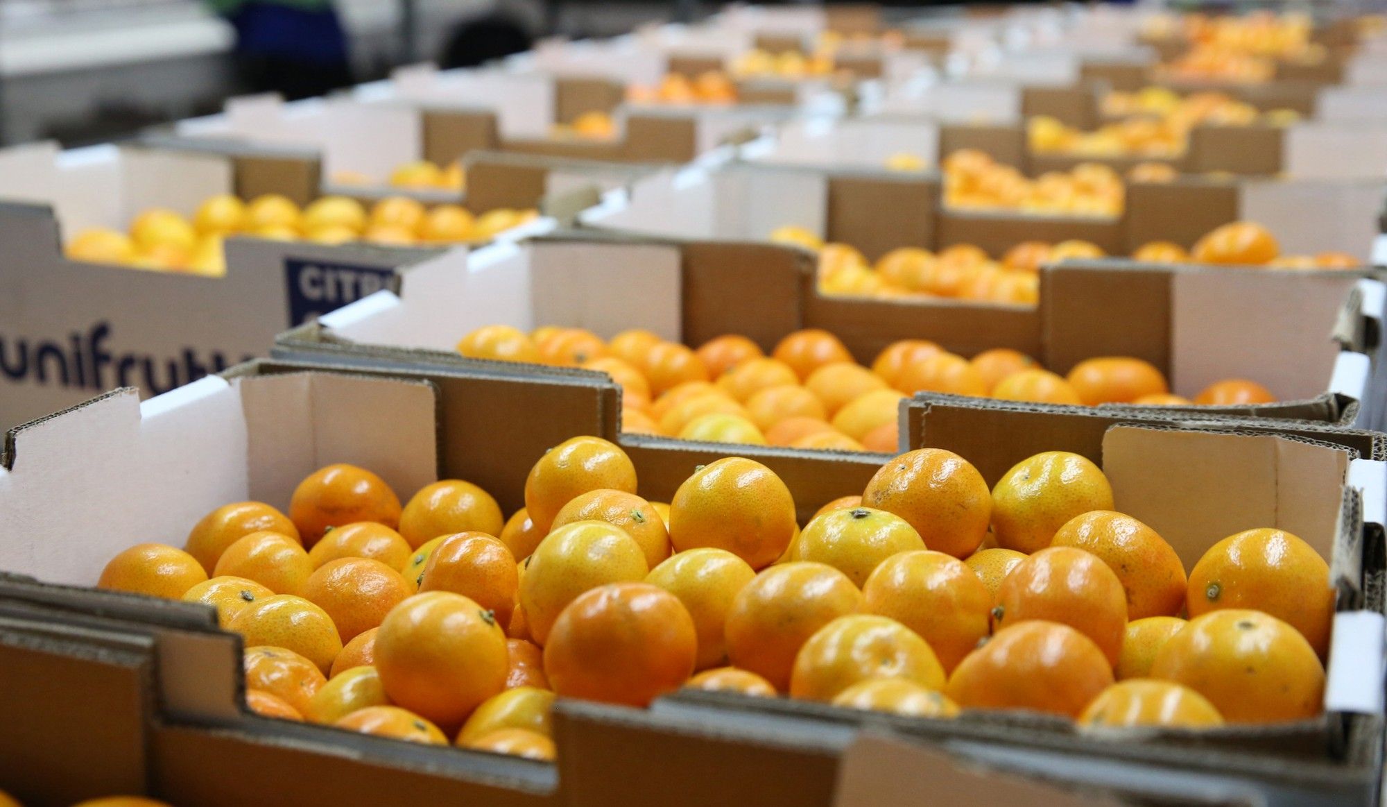 Citrus grower development model an example of how to unlock inclusive ...