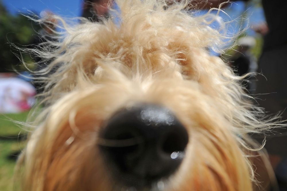 A dog who loves boxes, a cat who loves socks - Why are pets so weird?