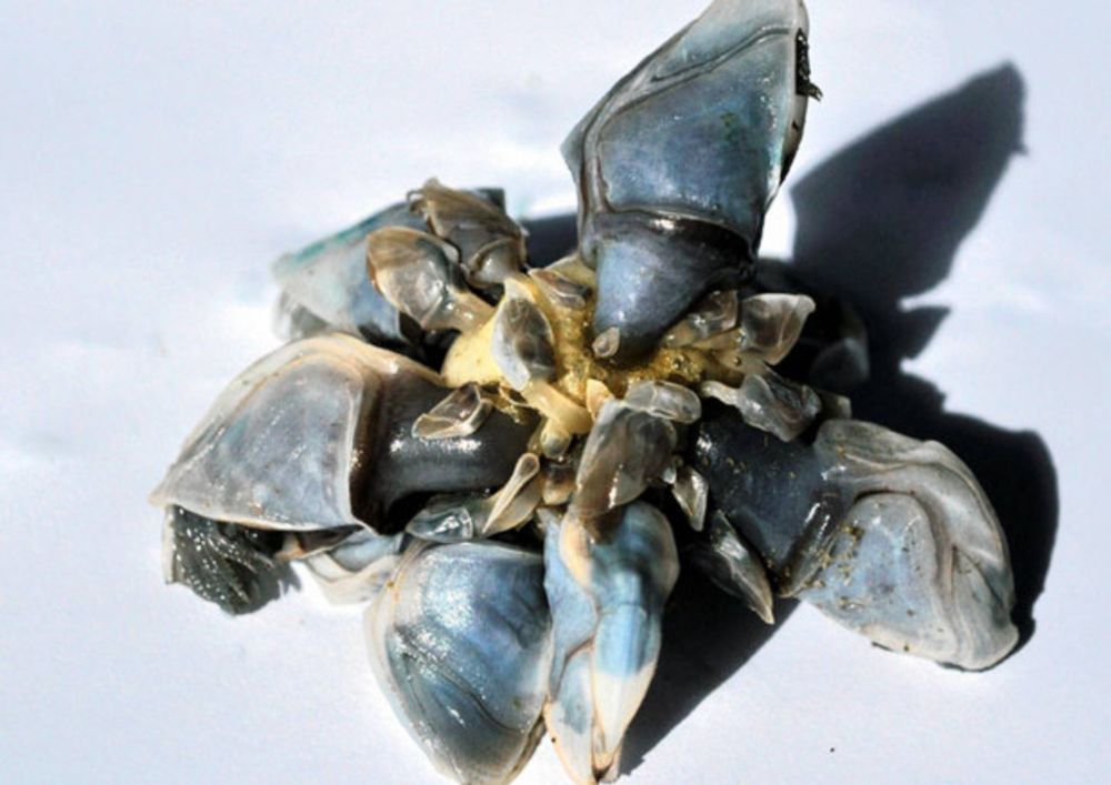 Scientists buoyed by floating barnacles