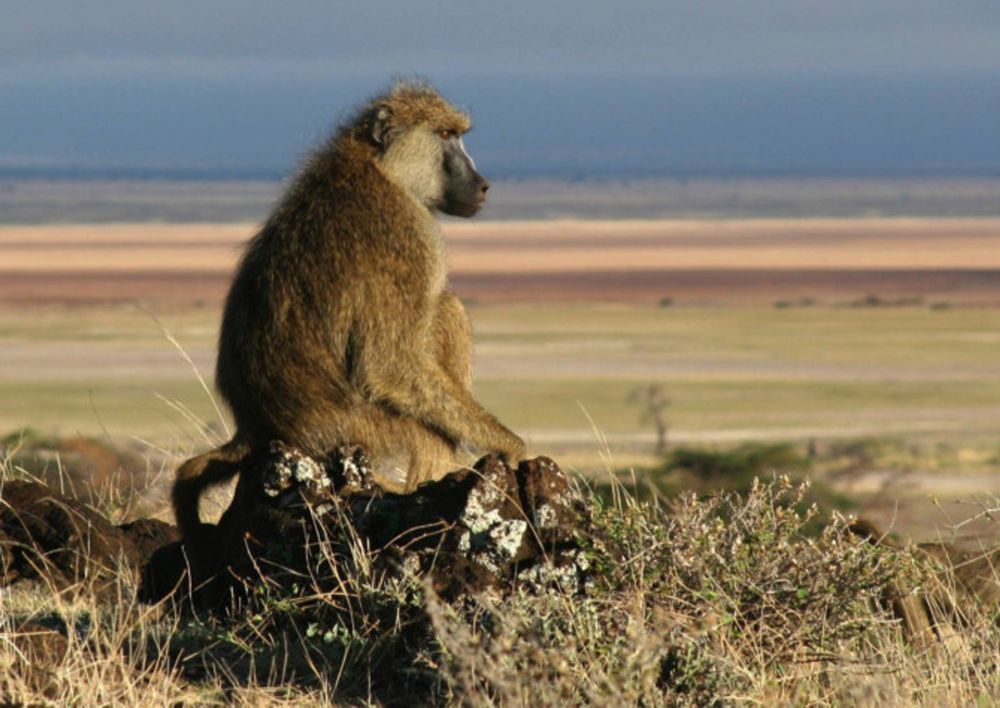 Two more baboons put down