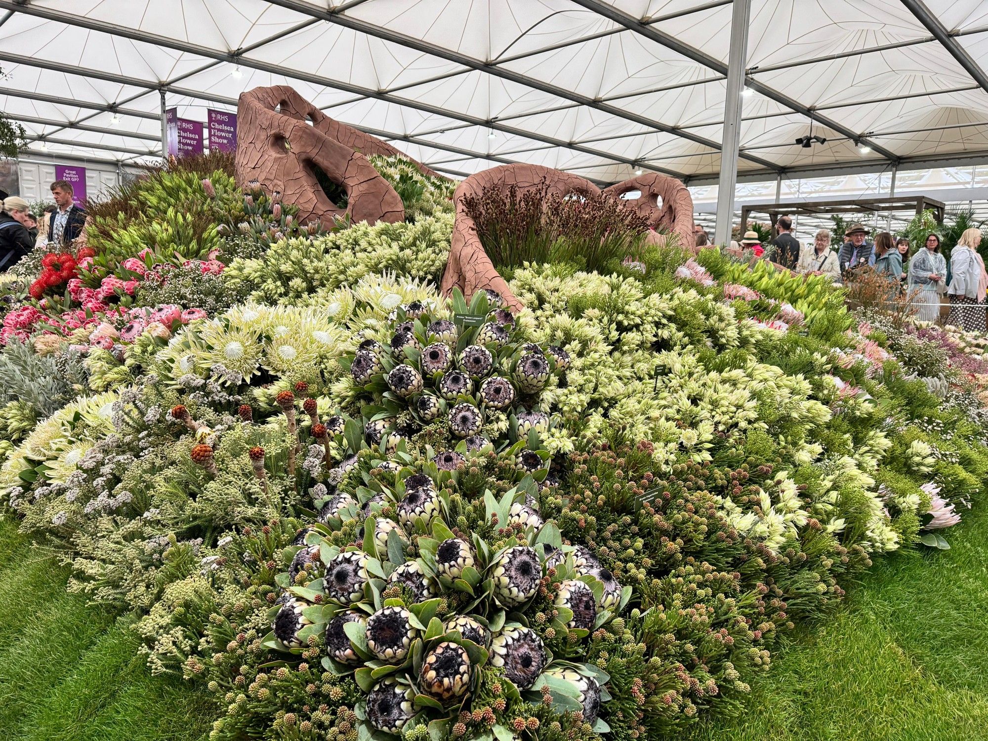 South African rich flora dazzles at the Chelsea Flower Show