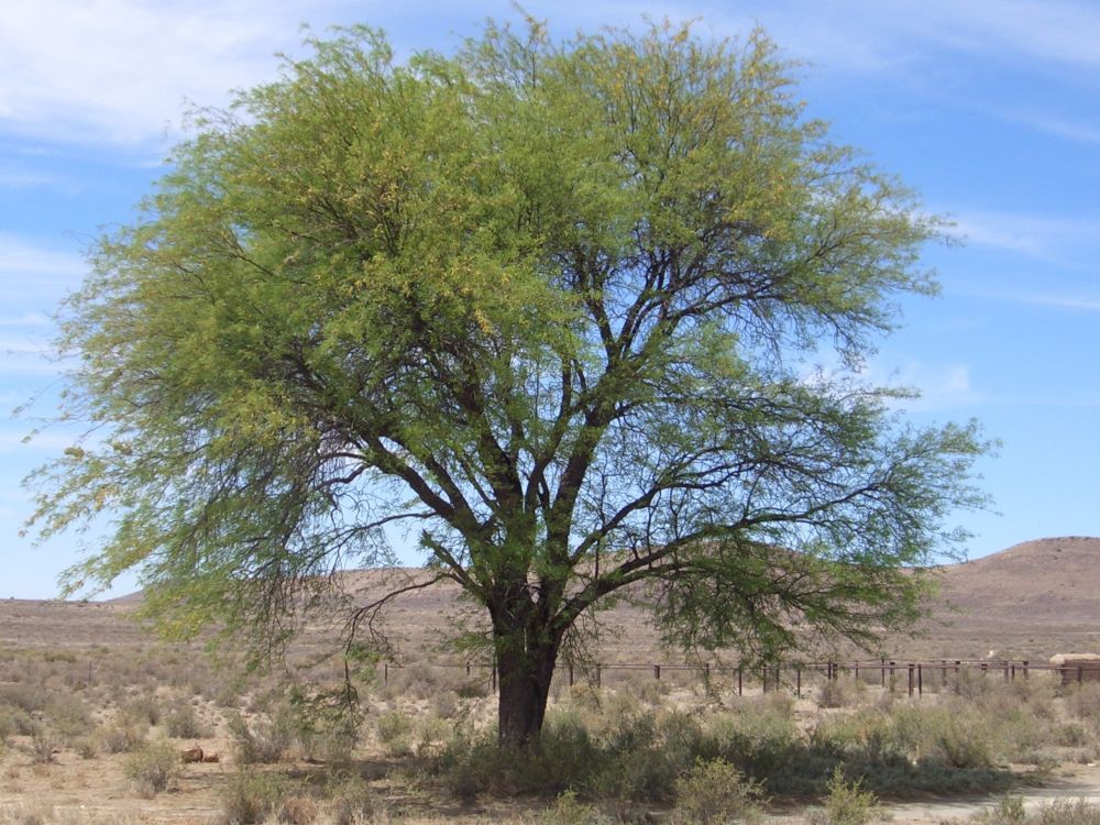 Could mesquite coffee lead to the next ‘diamond rush’ for the Northern ...