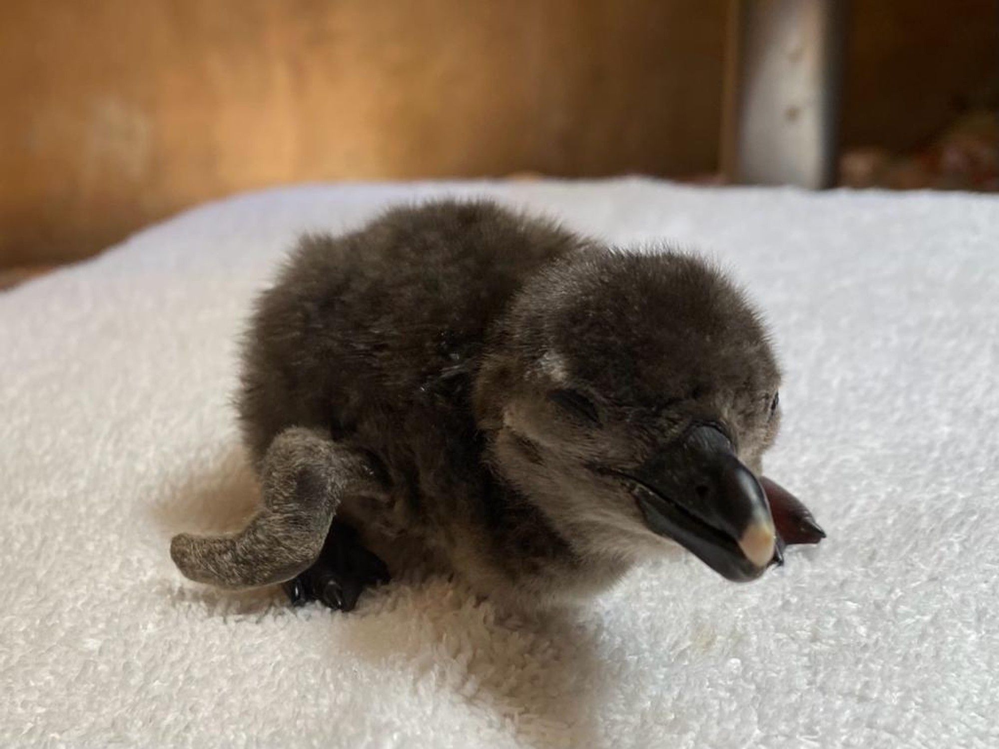 Baby penguin named after Springboks captain