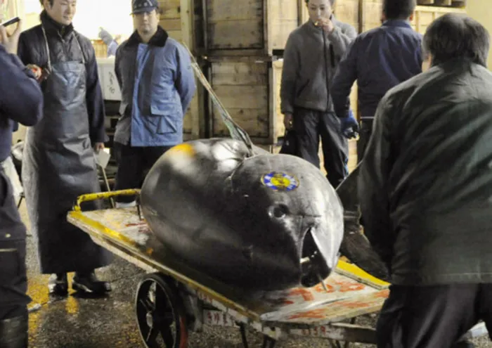Giant tuna fetches record $396 000