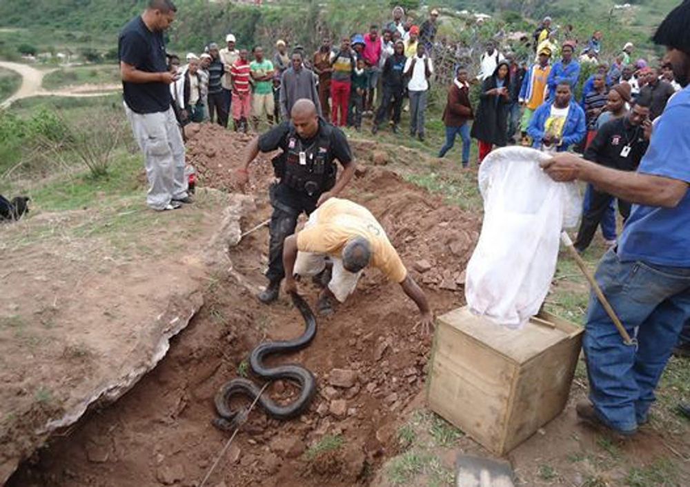 Python saved after 5-hour drama