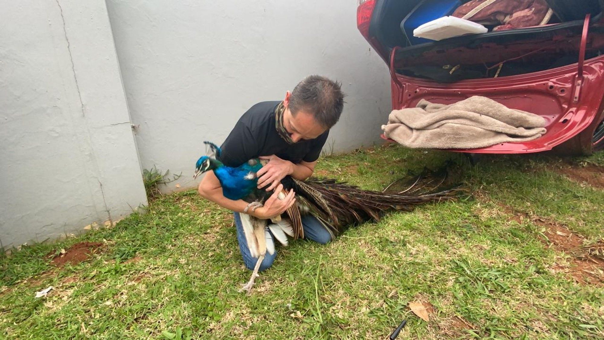 Henry the peacock was stolen, found and is now missing again, say his ...