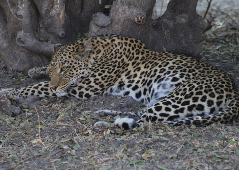 Dogs save Zim man from leopard