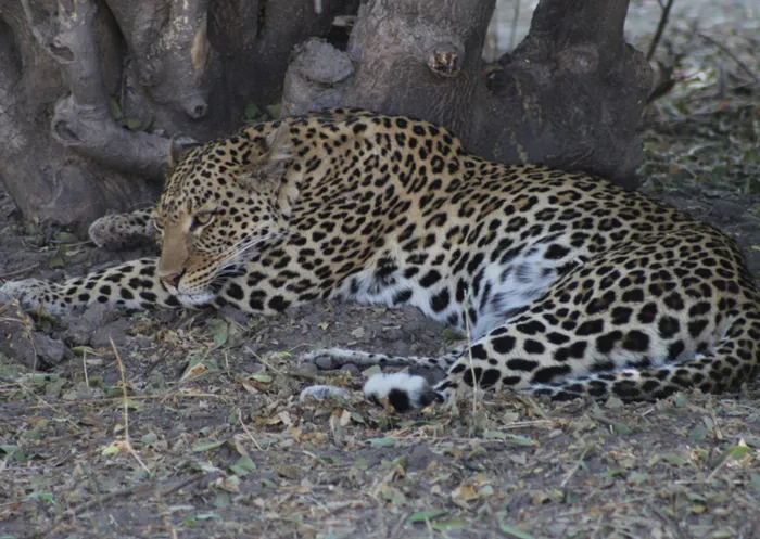 Dogs save Zim man from leopard