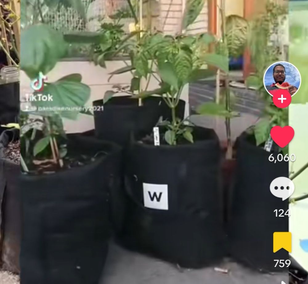Here’s what to do with your Woolies shopping bags if you’re a keen gardener