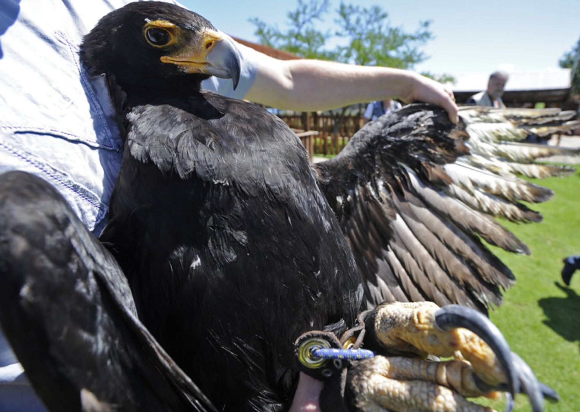 Internet debut for local eagles
