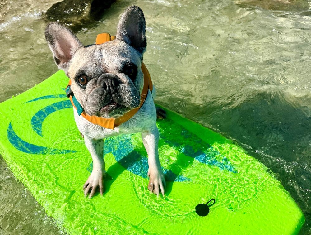 The surfing French bulldog: Dale's journey to the ‘Lilo & Stitch’ movie