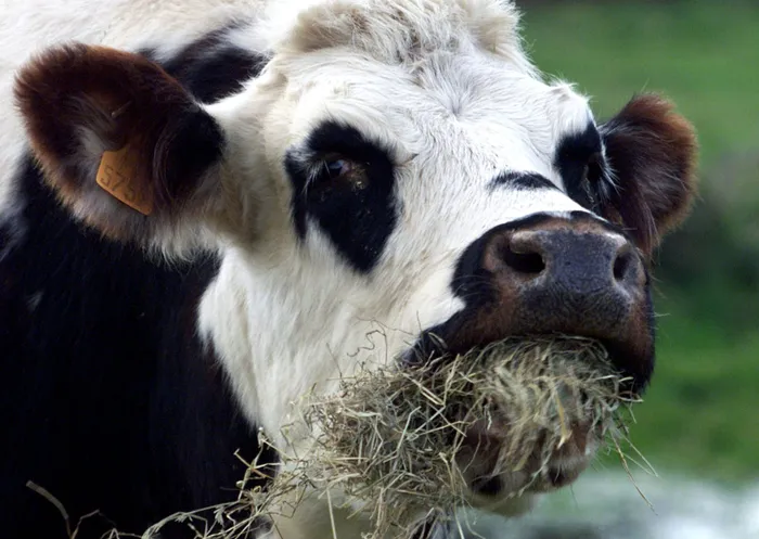 Cows milked with robotic technology