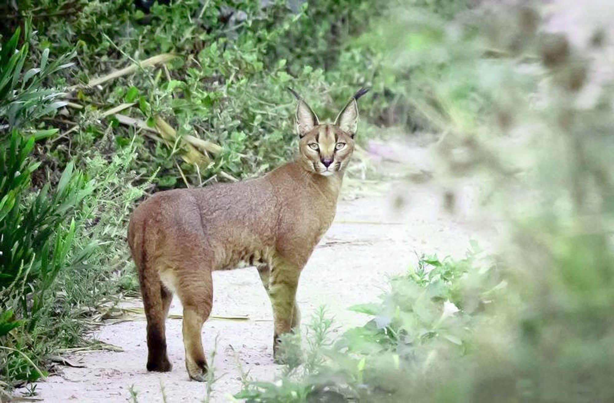 How scientists found that rat poisons are killing wildlife in Cape Town