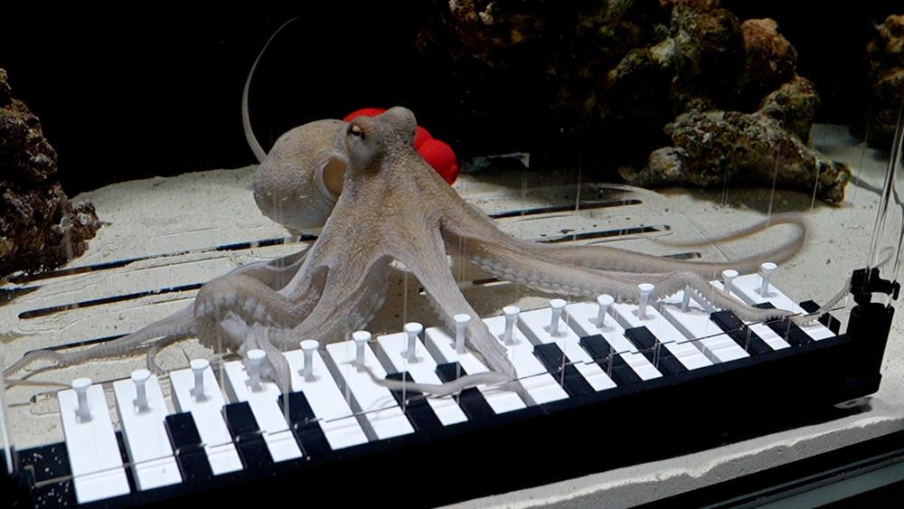 Ink-credible: Octopus learns piano in viral experiment