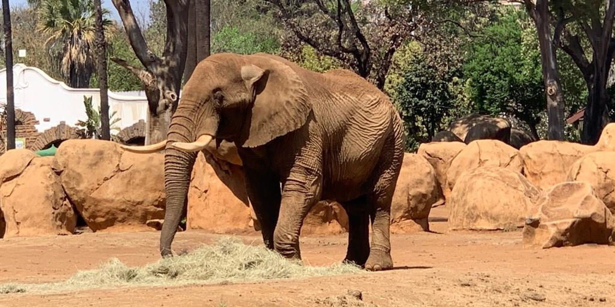 Growing calls to relocate Charlie the elephant from the Zoo