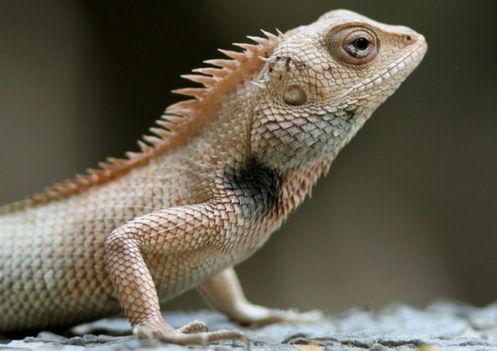 Iguana drops in on frightened gardener