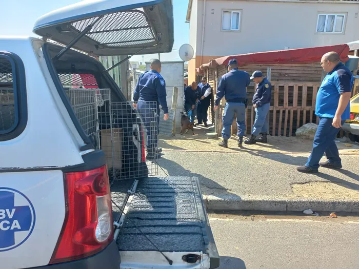 Bloemfontein dog owners have surrendered 49 pit bulls to SPCA