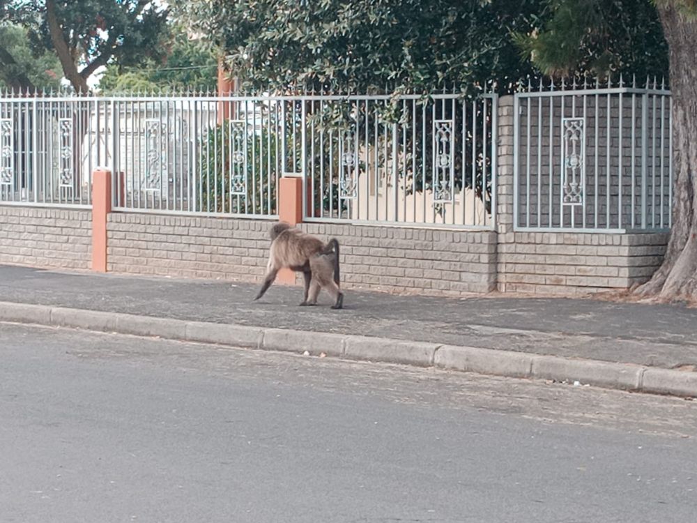 Baboon spotted walking tall in Southfield area