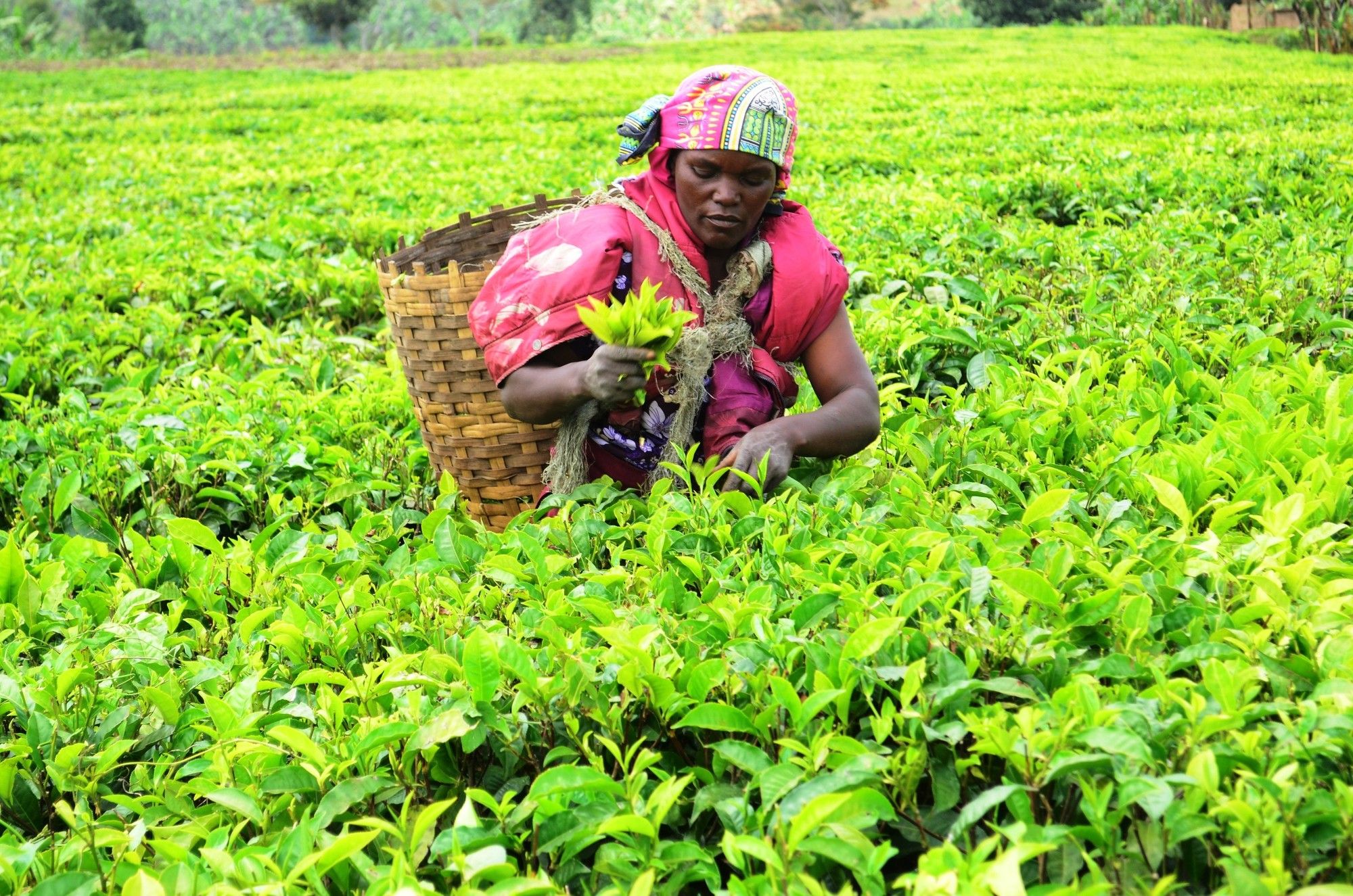 R57 million for Nkandla tea estate