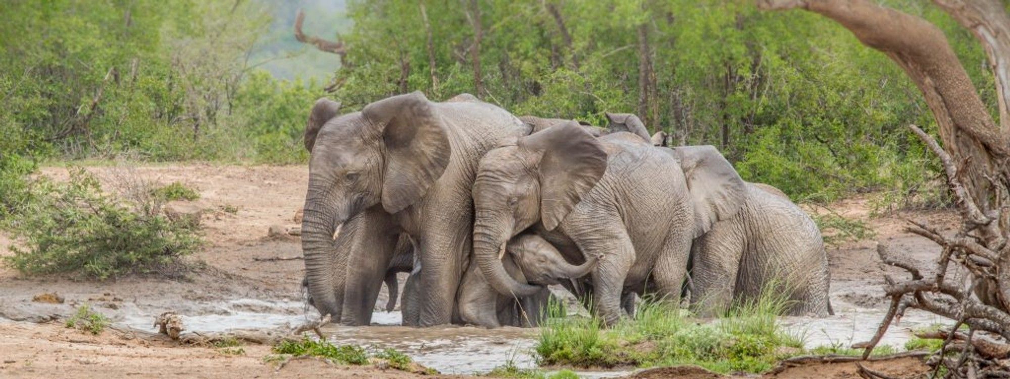 Mawana Game Reserve unpacks challenges posed by roaming elephants in ...