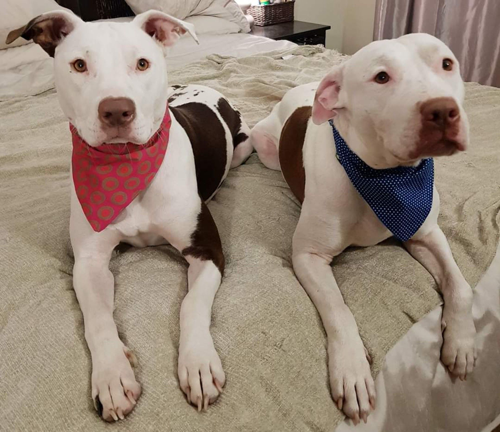 Animal welfare organisations call for calm as owners surrender their ...