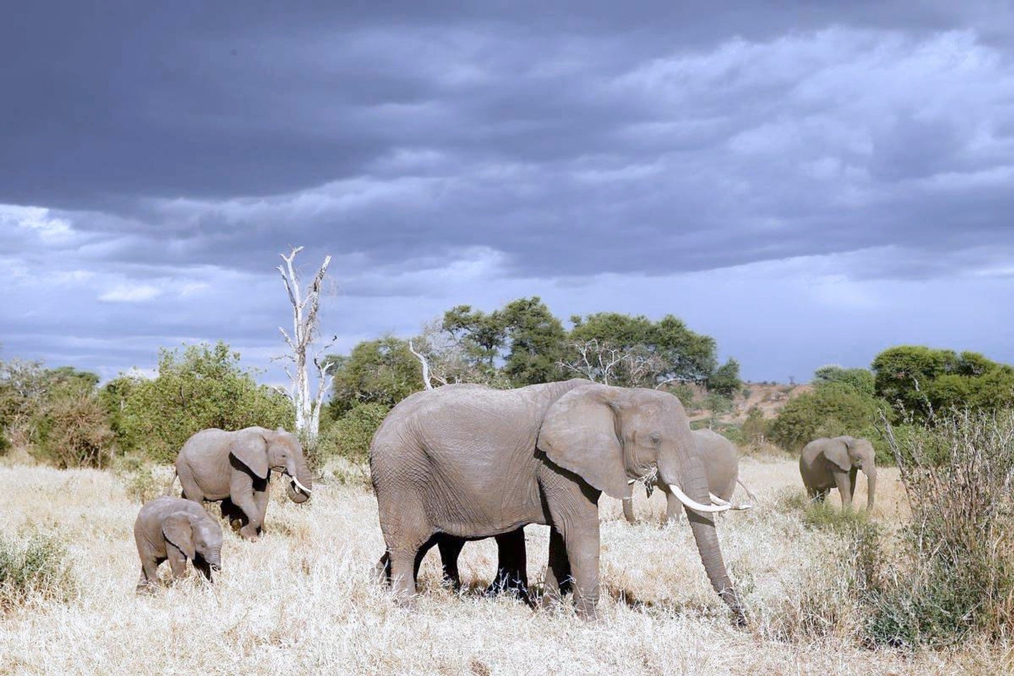 Namibian drought forces government to cull more than 700 wild animals ...