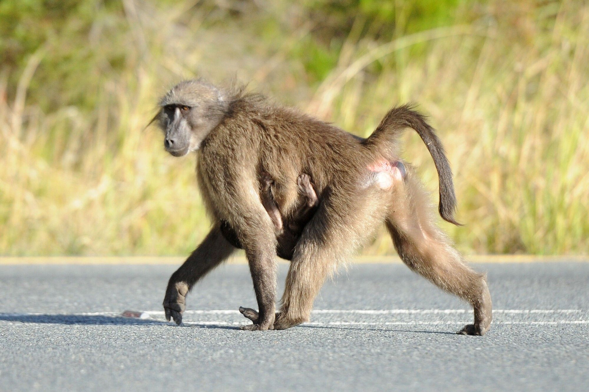 Baboon injured by residents in Kommetjie