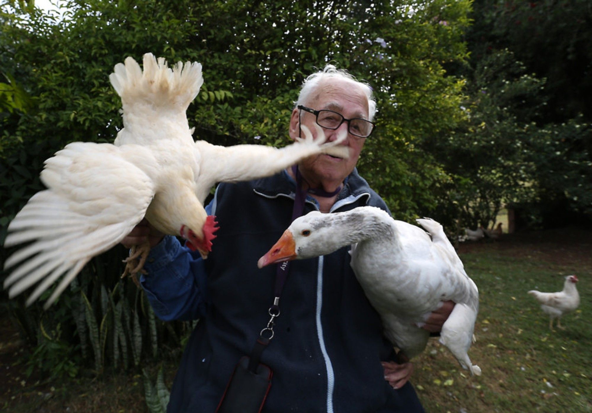 SPCA accused of ‘fowl play’