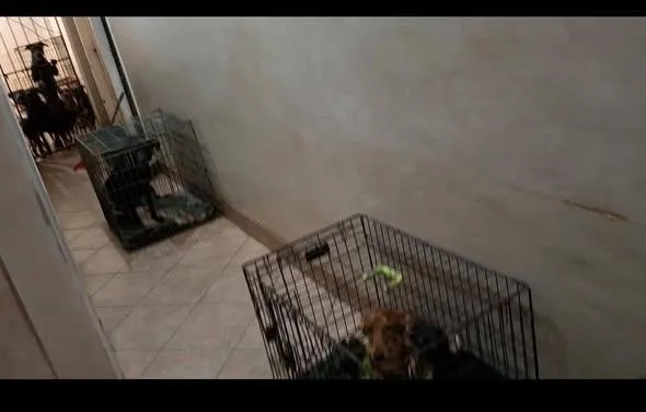 SPCA launches investigation into welfare concerns at property housing ...