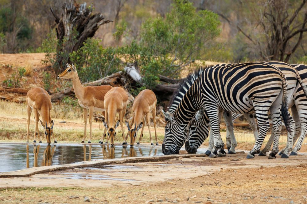 How conservation efforts are succeeding despite misleading measurements