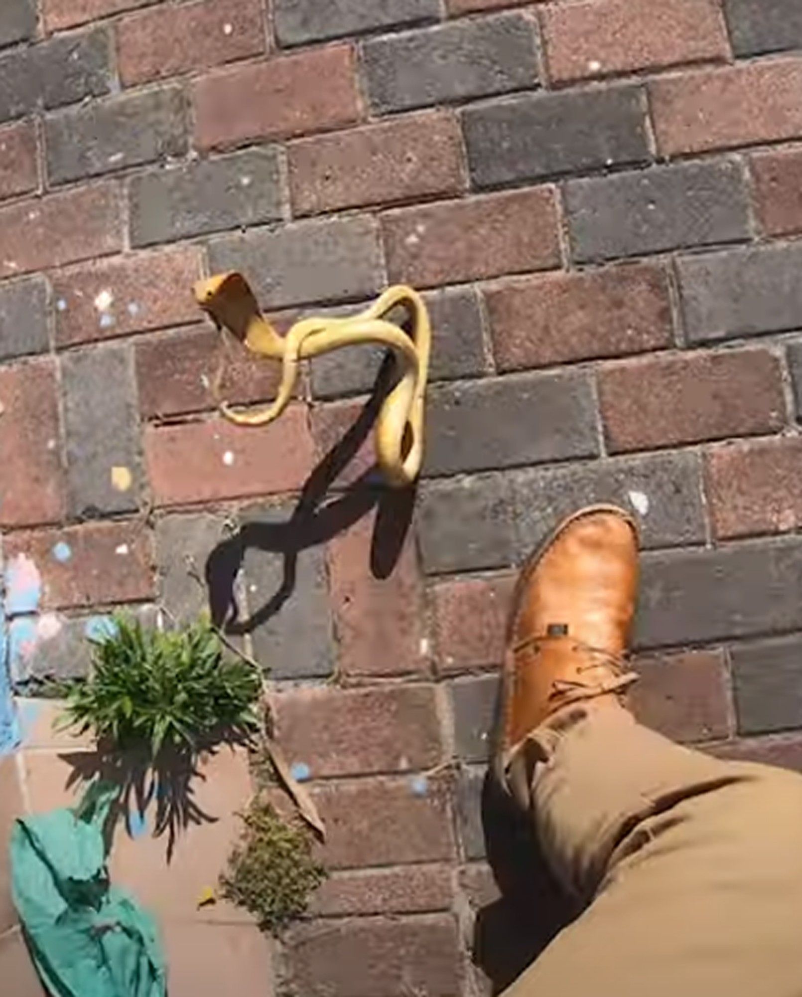 Deadly snake discovery sparks panic in Milnerton