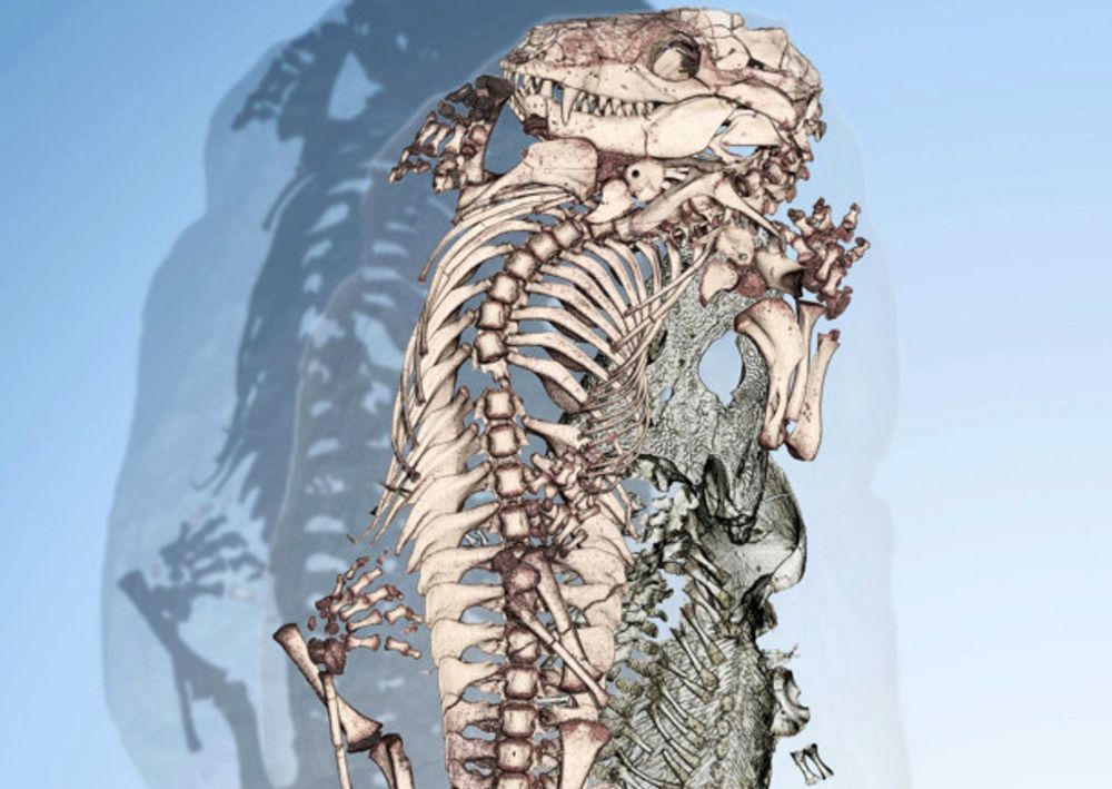 Unlikely pair found fossilised in Karoo
