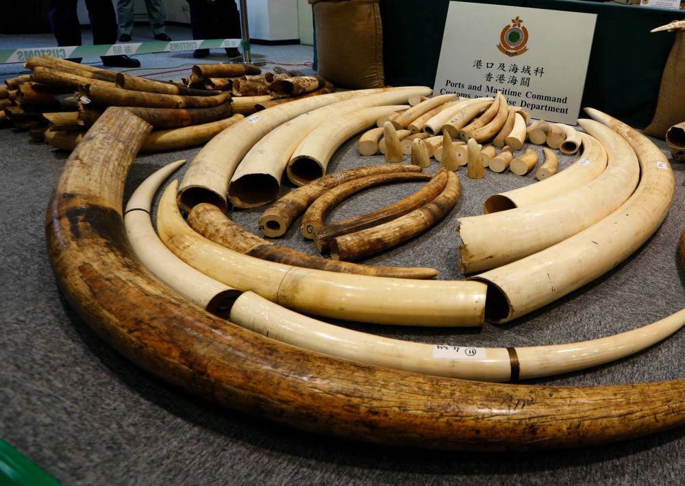 Zim cops nab Chinese for ivory haul